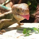 Indian River Reptile And DInosaur Park | Non-Profit Reptile Sanctuary